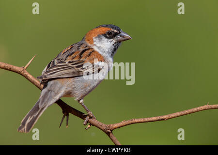 Iago Sparrow, Male (Passer iagoensis Stock Photo - Alamy