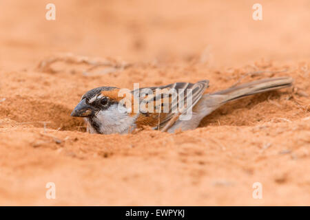 Male Iago Sparrow (Passer iagoensis) sitting on the ground, with a ...