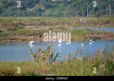 Endangered salt marsh bird's beak in Orange County ca. 19 April 2017 ...