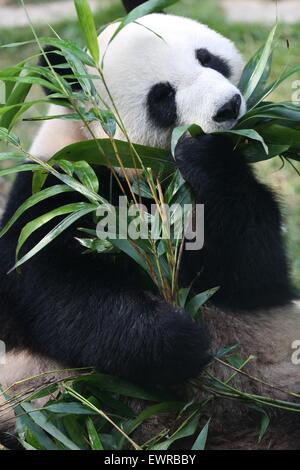 On International Panda Day, giant panda cubs enjoy their lazy time ...