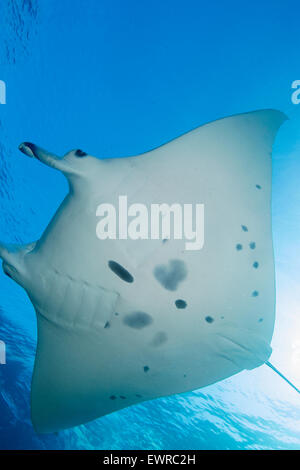 Cephalic lobes of manta ray Stock Photo - Alamy