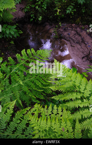 ferns hanging over the forest stream Stock Photo - Alamy