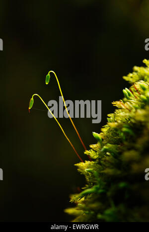 Moss Seed Heads Stock Photo - Alamy