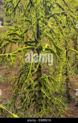 Moss covered tree Stock Photo - Alamy