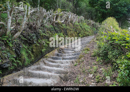 Hiking Roman Steps at Machynlleth,Powys,Wales Stock Photo - Alamy