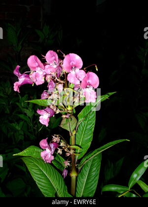 Night flower bells Stock Photo - Alamy