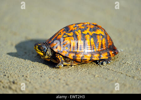 Box Turtle Crossing the Road Stock Photo - Alamy
