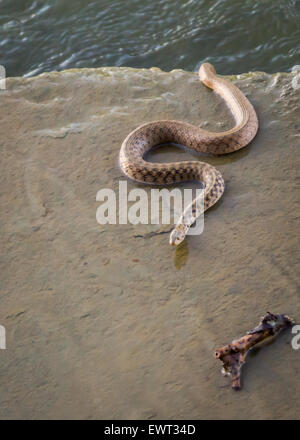 Checkered keel back water snake xenochropis piscator Stock Photo - Alamy