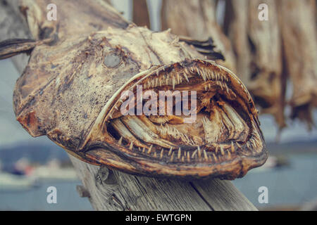 Big Monkfish (Lophius piscatorius) on a white background Stock Photo ...