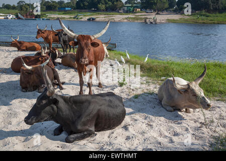 Barotse Cattle, Zambia, Africa Stock Photo - Alamy