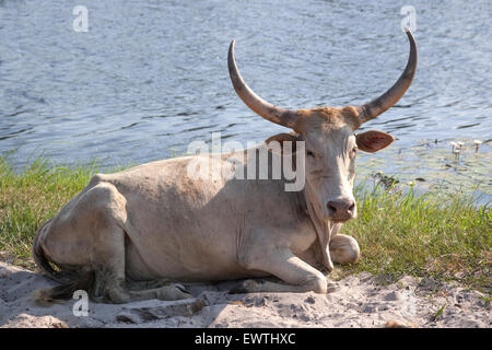 Barotse Cattle, Zambia, Africa Stock Photo - Alamy