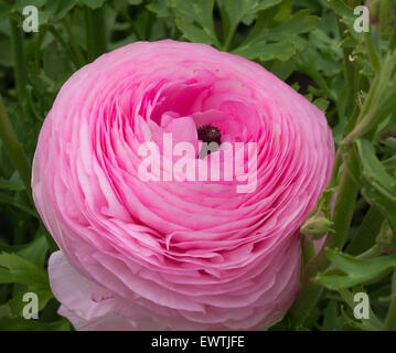 Pink flower bouquet in greenhouse Stock Photo - Alamy