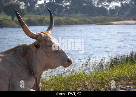 Barotse Cattle, Zambia, Africa Stock Photo - Alamy