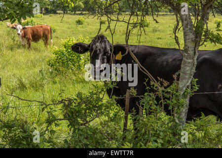 a cows standing in a lush green pasture Stock Photo - Alamy