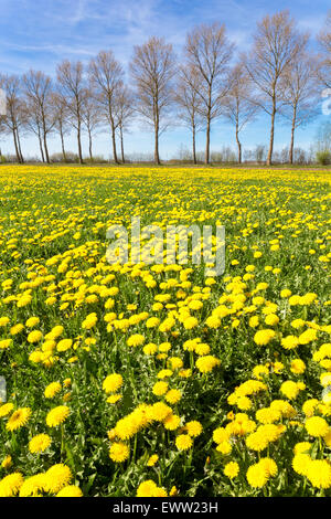 Green pasture and treeline Stock Photo - Alamy