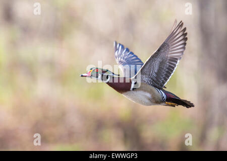 Duck In Flight! Stock Photo - Alamy