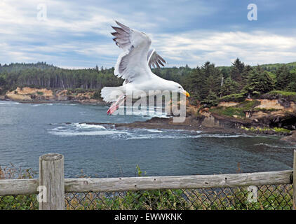 Seagull flying along the Pacific Ocean Stock Photo - Alamy