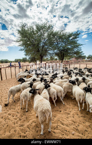 Namibia - Sheep on farm in Africa Stock Photo - Alamy