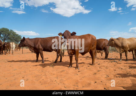 Namibia - Beef Cattle on farm in Africa Stock Photo: 84776613 - Alamy