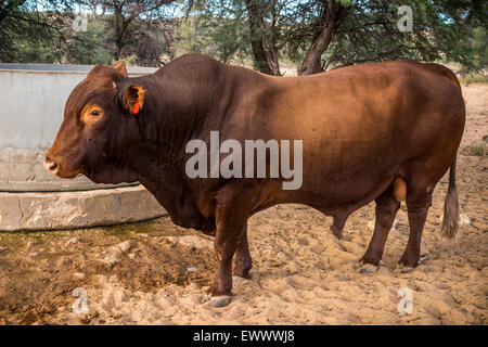 Koes, Namibia, Africa - Bonsmara cattle on farm Stock Photo - Alamy