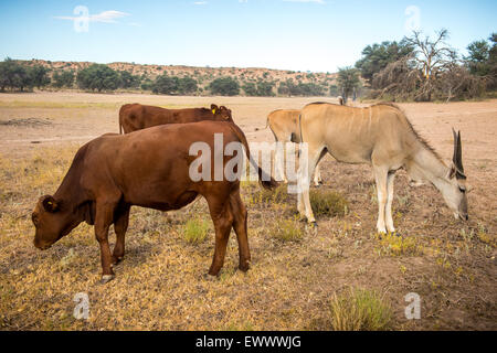 Koes, Namibia, Africa - Commercial game Farm Gemsbok (Oryx gazella ...