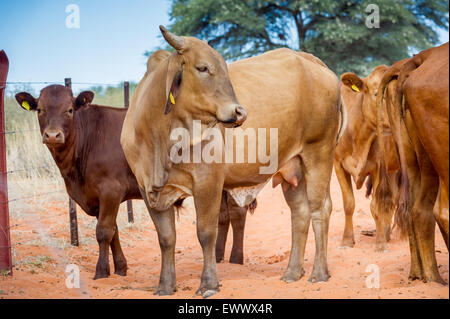 Namibia - Beef Cattle on farm in Africa Stock Photo - Alamy