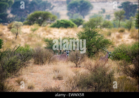 Koes, Namibia, Africa - Commercial game Farm Gemsbok (Oryx gazella ...