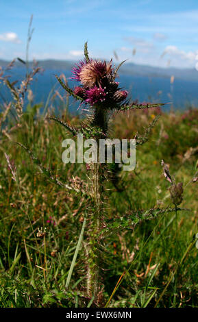 Sheeps Head Lighthouse, Coomacullen, Tooreen, Ireland Stock Photo - Alamy