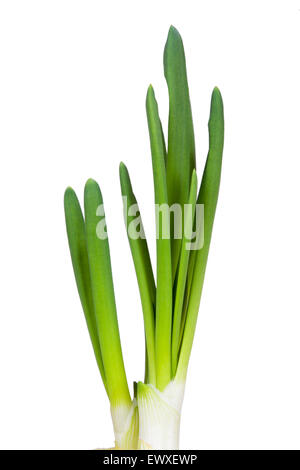 Green feathers of a young spring onion. Vitamins from the garden Stock ...