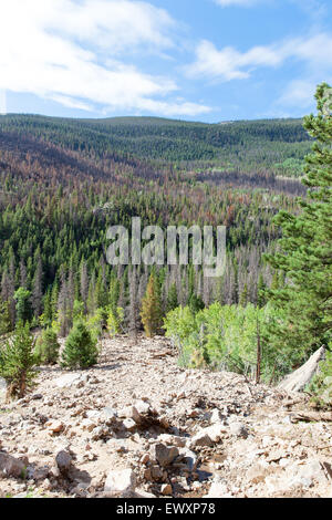 Burn scars in forest in Rocky Mountian National Park Colorado USA Stock ...