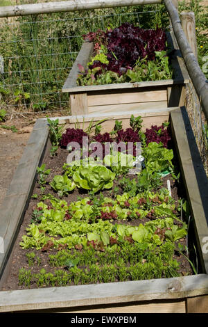 Raised beds with green vegetable produce growing in a backyard garden ...