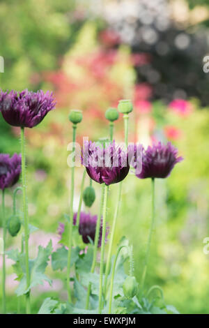 Fringed Papaver somniferum poppy growing in between kale in an english ...