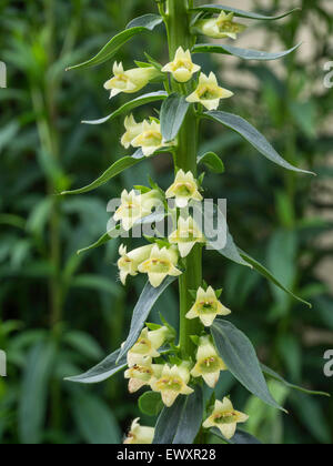 Digitalis ciliata flower spike Stock Photo - Alamy