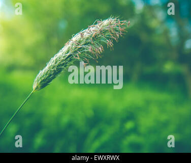 Wild plant seeds, closeup of photo Stock Photo - Alamy