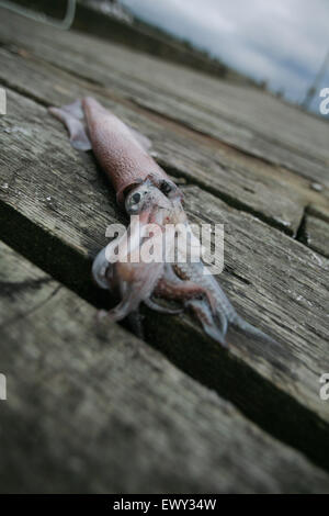 An Atlantic Squid Stock Photo - Alamy