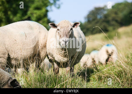 Sheep grazing at Cleeve Hill the highest point in the Cotswolds on the ...
