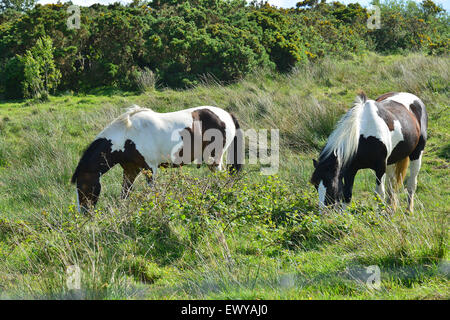 Spotted saddle stallion horse with irregular blaze Stock Photo - Alamy