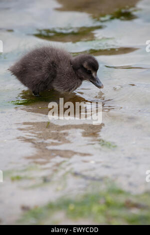 Eider duck chick on Seahouses beach Northumberland England Great ...
