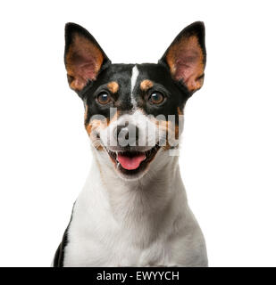 Jack Russell Terrier dog in bunny ears lies with an egg. Copy space ...