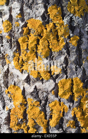 Xanthoria parietina lichen on aspen tree bark Stock Photo - Alamy