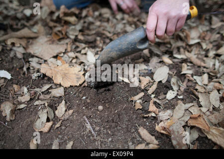 Truffle hunting, digging up black perigold truffles after being Stock ...