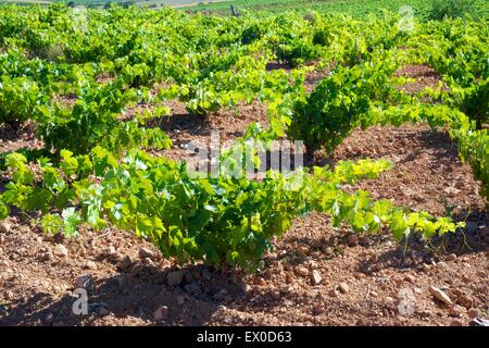 Vineyard in Paniza, Zaragoza province, Aragon, Spain Stock Photo - Alamy