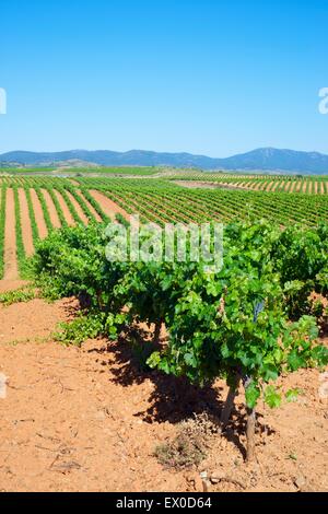 Vineyard in Paniza, Zaragoza province, Aragon, Spain Stock Photo - Alamy