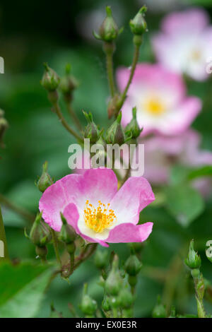 White color Hybrid Musk Rose Waterloo flowers in a garden. Idea for ...