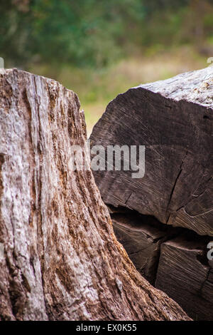 A split log cut in half revealing the inner structure of the wood and ...