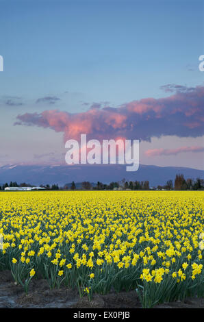 Skagit Valley Daffodils fields Stock Photo - Alamy