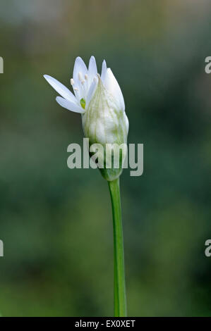 Close up of a ramson flower (allium ursinum) in bloom Stock Photo - Alamy