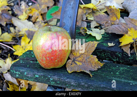 Malus domestica 'Malling Kent'. Apples growing in an English orchard ...