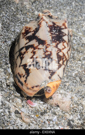 Bat Volute Shell, Cymbiola vespertilio, night dive, Murex House Reef ...