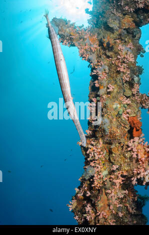 Pacific Trumpetfish (Aulostomus chinensis) Actinopterygii Stock Photo ...